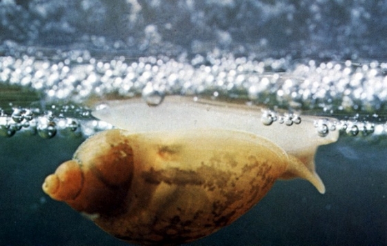 Weichtiere aus dem Lexikon | wissen.de