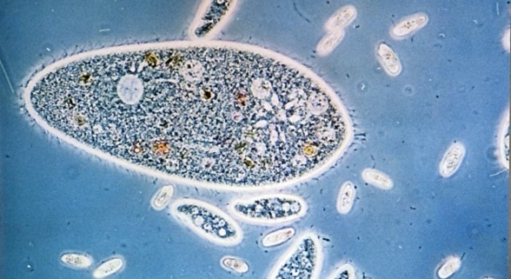Pantoffeltierchen aus dem Lexikon | wissen.de
