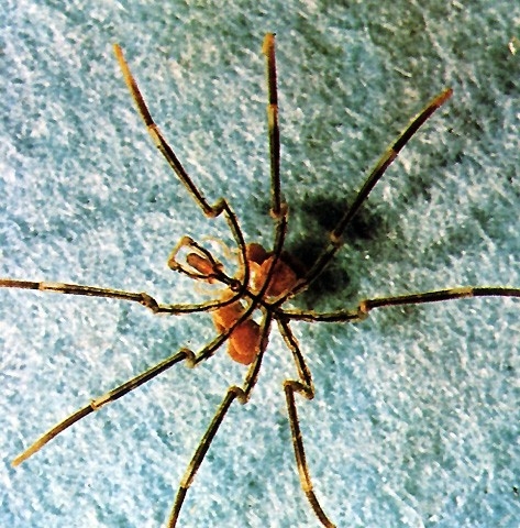 Asselspinnen aus dem Lexikon | wissen.de