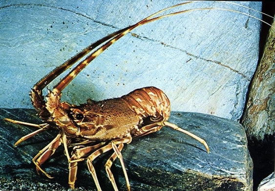 Langusten aus dem Lexikon | wissen.de