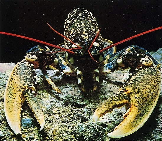 Hummer aus dem Lexikon | wissen.de