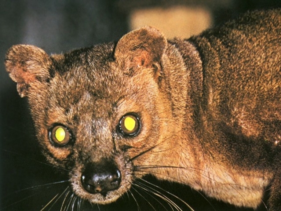 Schleichkatzen aus dem Lexikon | wissen.de