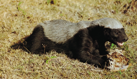Dachse aus dem Lexikon | wissen.de