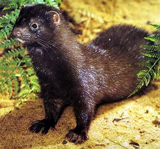 Nerz aus dem Lexikon | wissen.de