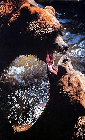 Bären aus dem Lexikon | wissen.de