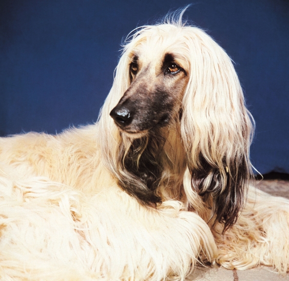 Hunderassen aus dem Lexikon | wissen.de