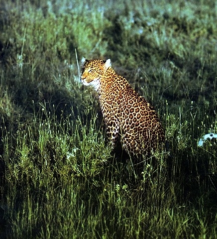 Leopard aus dem Lexikon | wissen.de