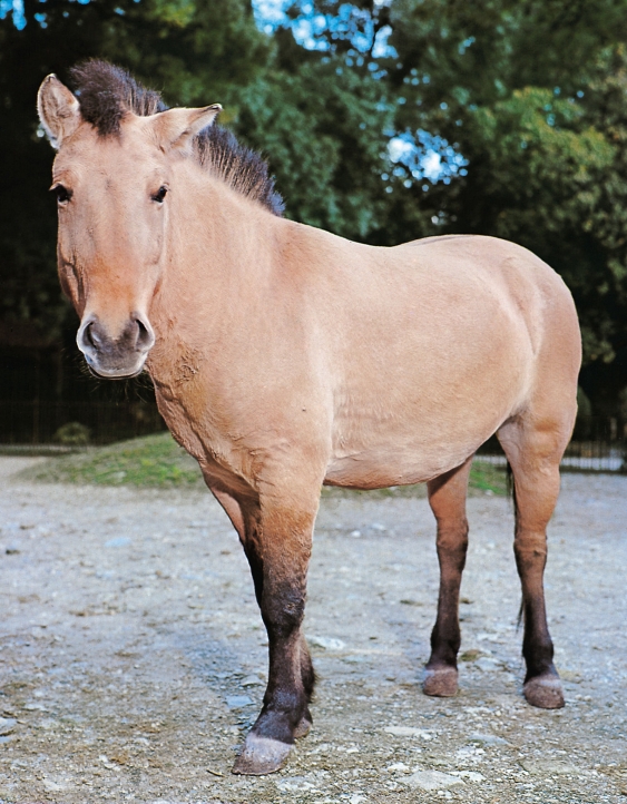 Wildpferd aus dem Lexikon | wissen.de