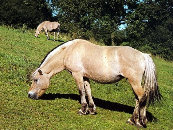 Pony (Zoologie) aus dem Lexikon | wissen.de