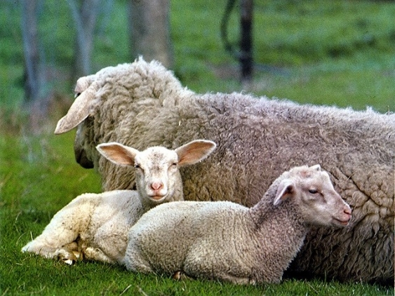 Schaf aus dem Lexikon | wissen.de