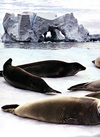 Robben aus dem Lexikon | wissen.de