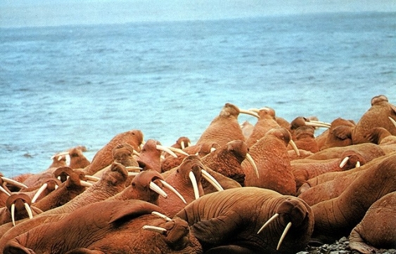 Walrosse aus dem Lexikon | wissen.de