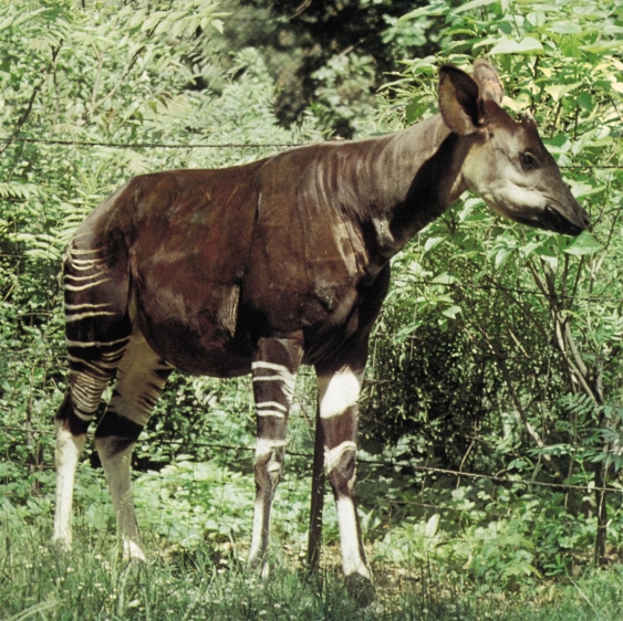 Okapi aus dem Lexikon | wissen.de