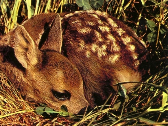 Reh aus dem Lexikon | wissen.de