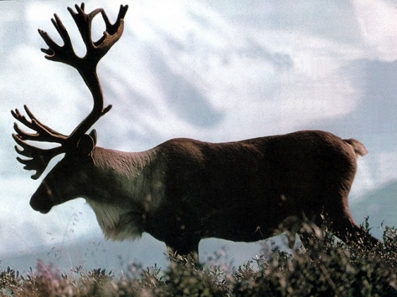 Rentier aus dem Lexikon | wissen.de