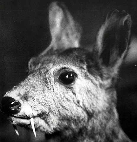 Moschustiere aus dem Lexikon | wissen.de