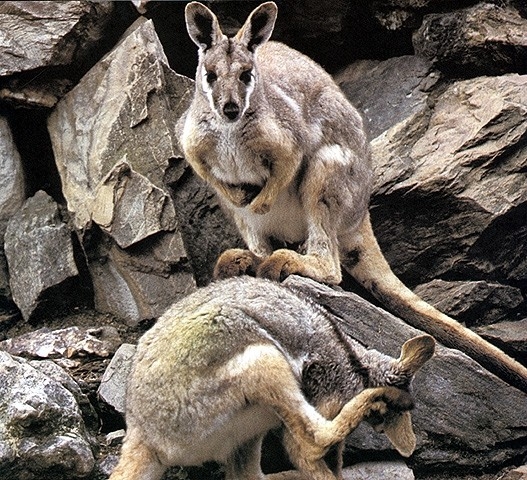 Kängurus aus dem Lexikon | wissen.de