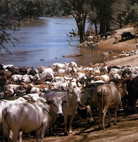 Rinder aus dem Lexikon | wissen.de
