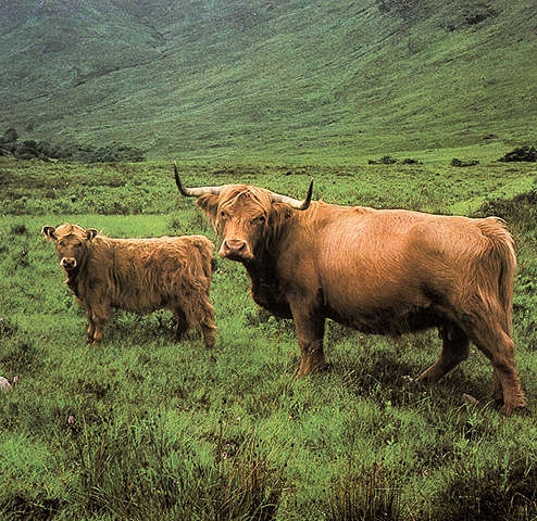 Rinder aus dem Lexikon | wissen.de