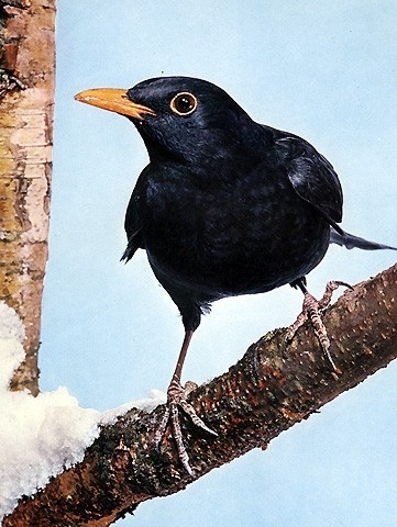 Drosseln (Zoologie) aus dem Lexikon | wissen.de