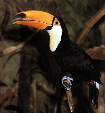 Tukane aus dem Lexikon | wissen.de