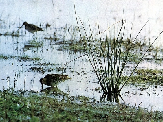 Moor (Geologie) aus dem Lexikon | wissen.de