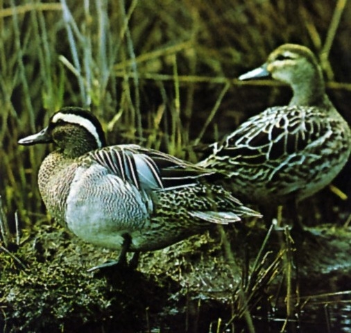 Enten aus dem Lexikon | wissen.de