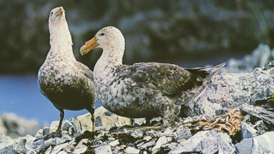 Sturmvögel aus dem Lexikon | wissen.de