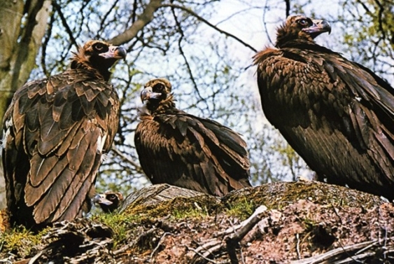 Geier aus dem Lexikon | wissen.de