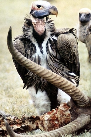 Geier aus dem Lexikon | wissen.de