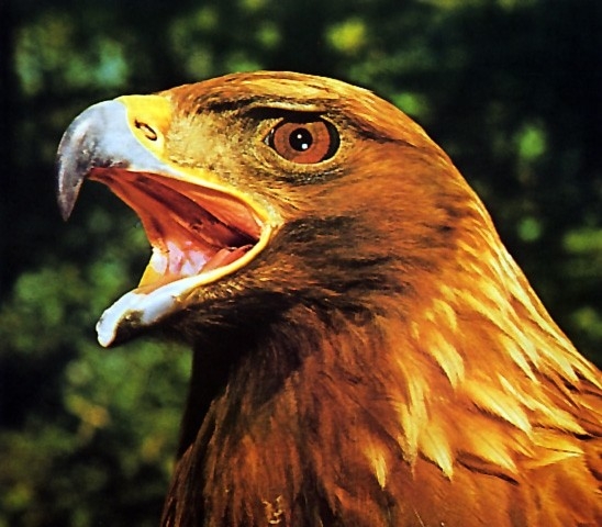 Greifvögel aus dem Lexikon | wissen.de