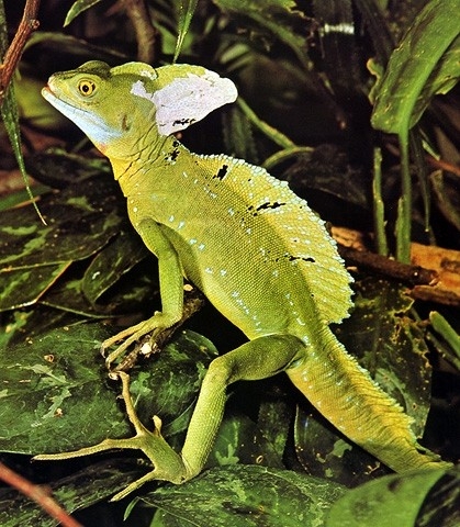 Basilisken aus dem Lexikon | wissen.de