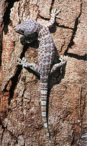 Tokee aus dem Lexikon | wissen.de