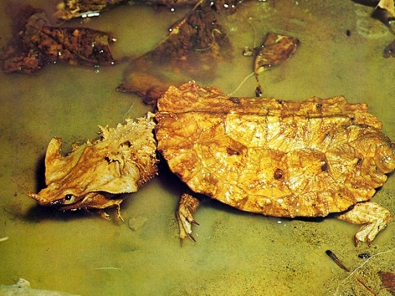 Matamata aus dem Lexikon | wissen.de