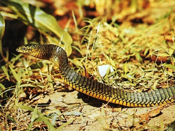 Nattern (im engeren Sinn) aus dem Lexikon | wissen.de