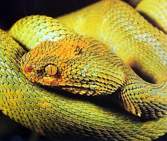 Schlangen aus dem Lexikon | wissen.de