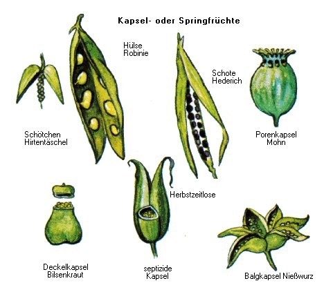 Frucht (Botanik) aus dem Lexikon | wissen.de