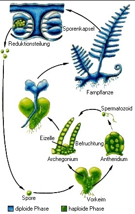 Farnpflanzen aus dem Lexikon | wissen.de