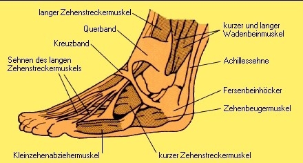 Fuß (Anatomie) aus dem Lexikon | wissen.de