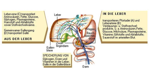 Leber aus dem Lexikon | wissen.de