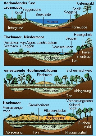 Moor (Geologie) aus dem Lexikon | wissen.de