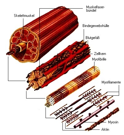 Muskel aus dem Lexikon | wissen.de