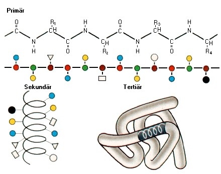 Proteine aus dem Lexikon | wissen.de
