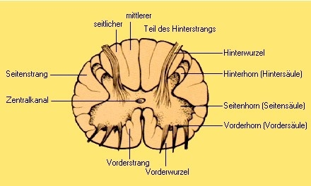 Rückenmark aus dem Lexikon | wissen.de
