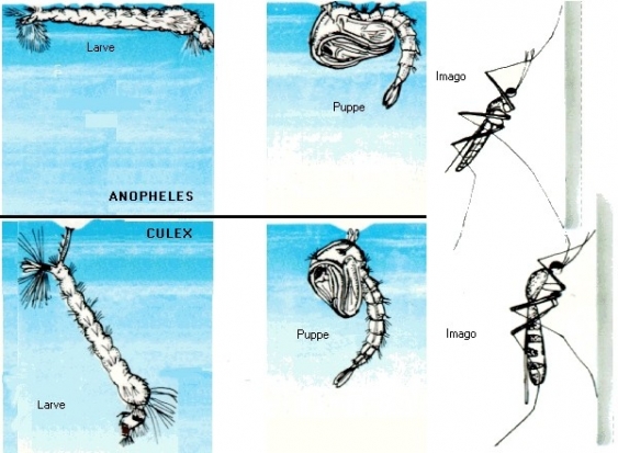 Metamorphose (Zoologie) aus dem Lexikon | wissen.de