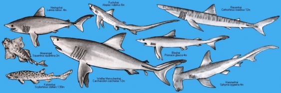 Haie aus dem Lexikon | wissen.de