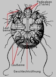 Milben aus dem Lexikon | wissen.de