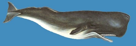 Wale aus dem Lexikon | wissen.de