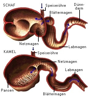 Magen aus dem Lexikon | wissen.de