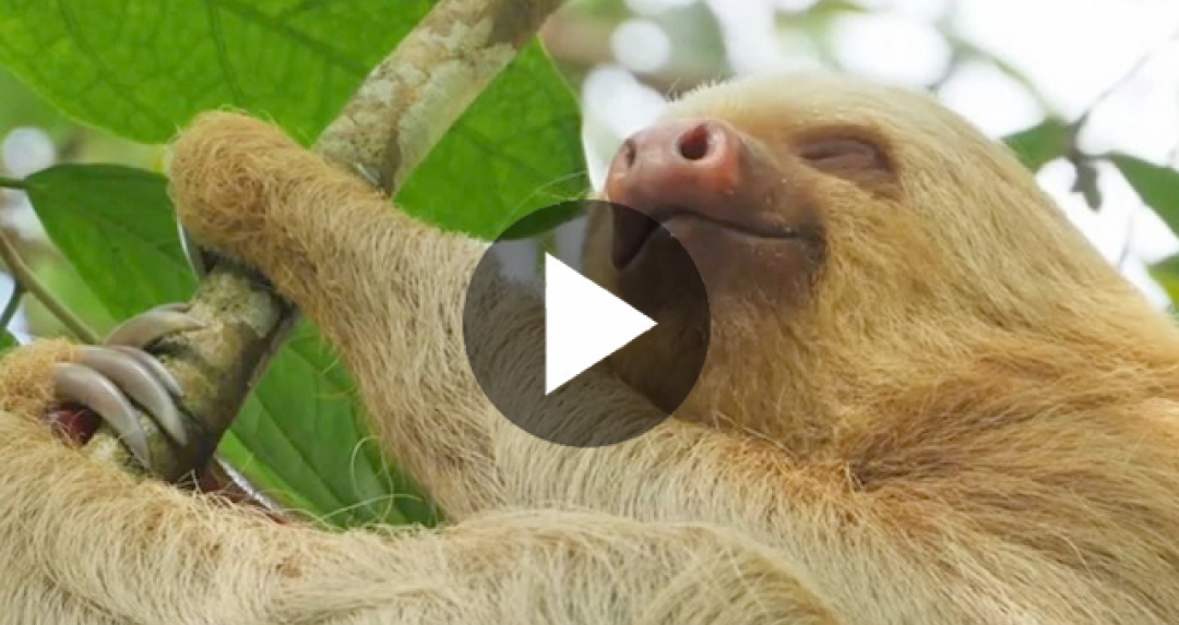 Warum sind Faultiere so langsam? | wissen.de